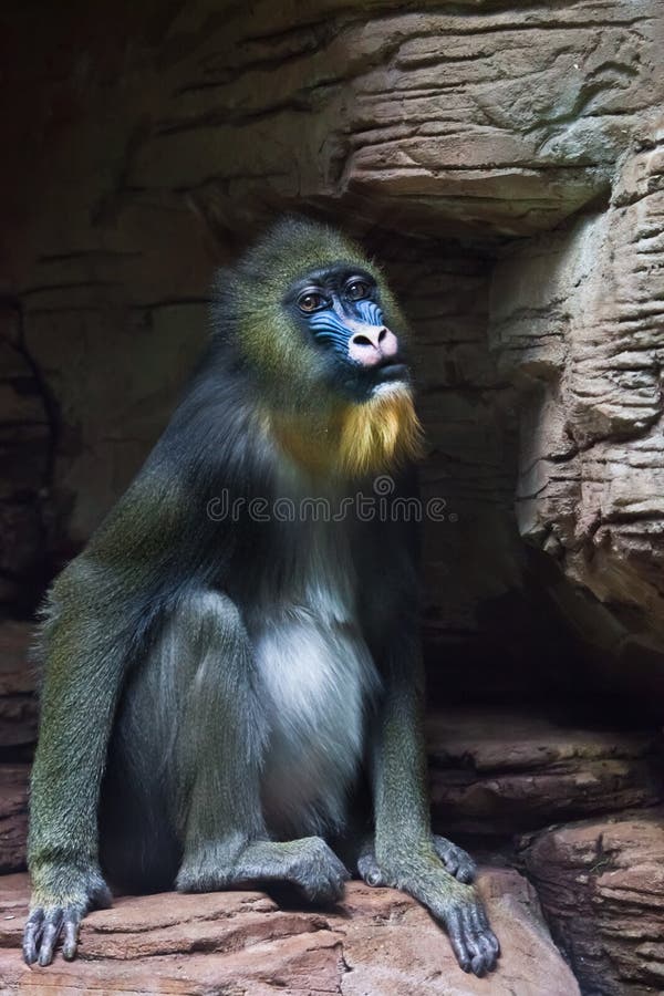 Mandrill Monkey Rafiki on a Dark Background and Rocks Stones Stock ...
