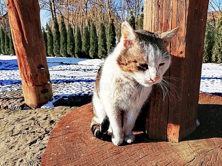 Sad march cat stock image. Image of ears, feline, brown - 144108947