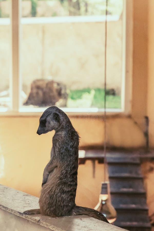 Sad Meerkat Stock Photos - Free & Royalty-Free Stock Photos from Dreamstime