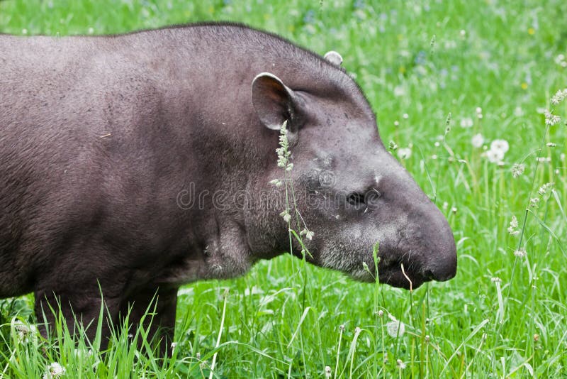 Melancholic Tapir Stock Photos - Free & Royalty-Free Stock Photos from ...
