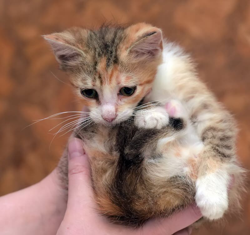 Sad Miserable Homeless Kitten in Hands in Shelter Stock Image - Image ...