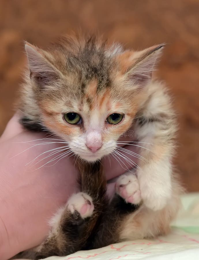 Sad Miserable Homeless Kitten in Hands in Shelter Stock Image - Image ...