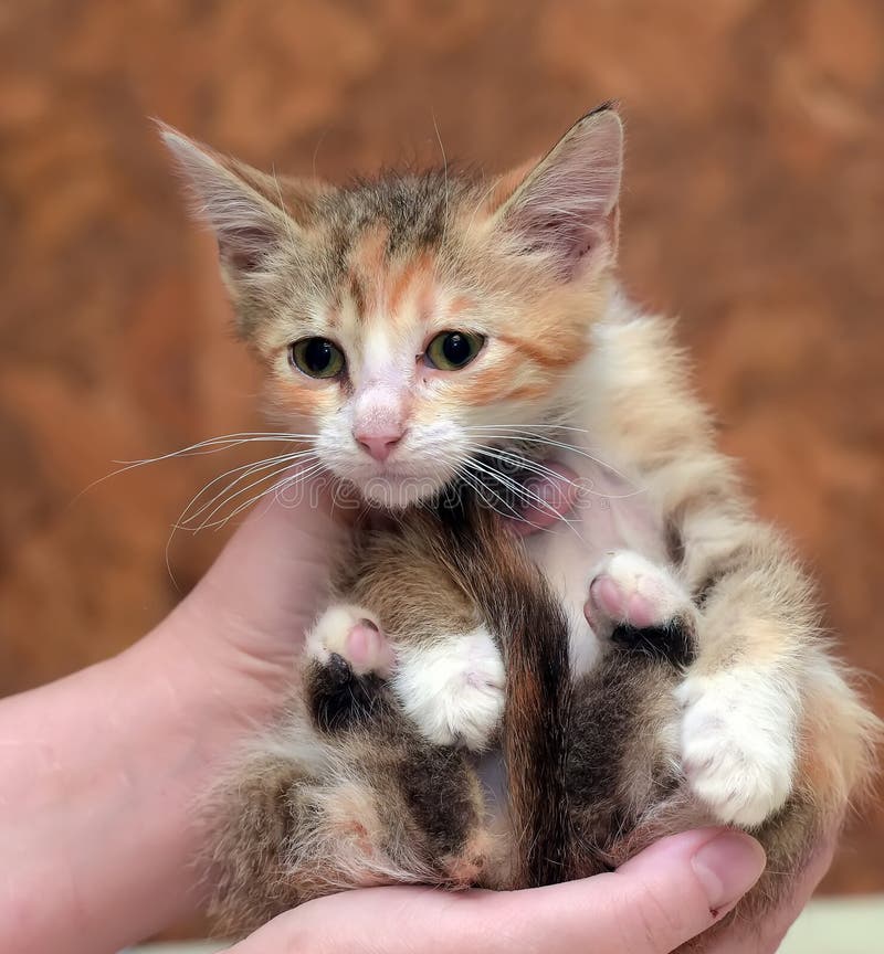 Sad Miserable Homeless Kitten in Hands in Shelter Stock Image - Image ...