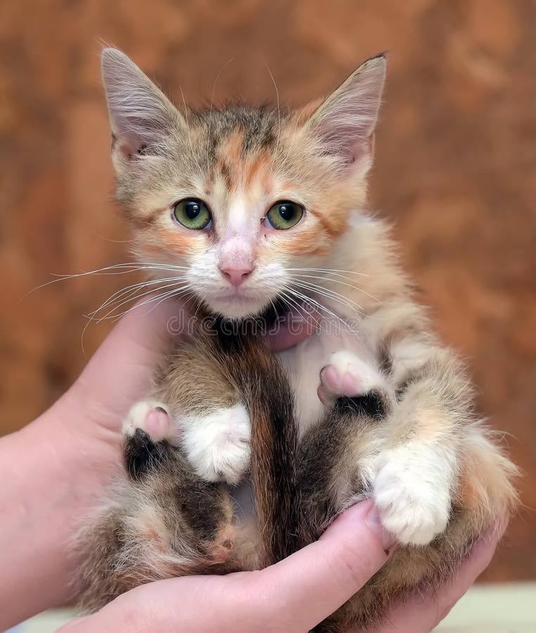 Sad Miserable Homeless Kitten in Hands in Shelter Stock Photo - Image ...