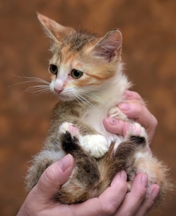 Sad Miserable Homeless Kitten in Hands in Shelter Stock Photo - Image ...