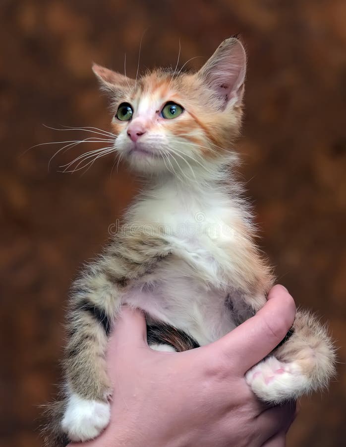 Sad Miserable Homeless Kitten in Hands in Shelter Stock Image - Image ...