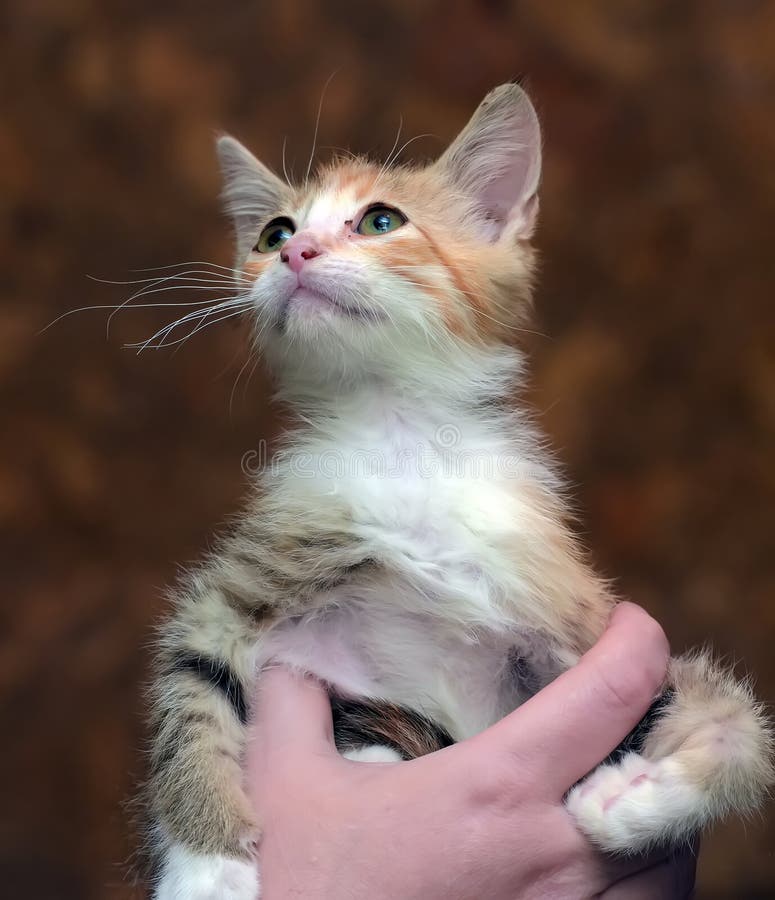 Sad Miserable Homeless Kitten in Hands in Shelter Stock Photo - Image ...