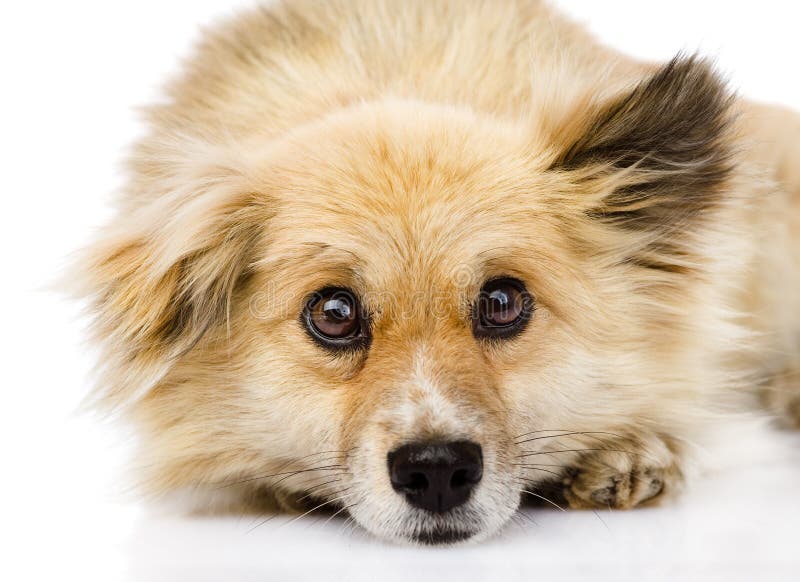 Sad Mixed Breed Dog Lying Front Isolated Wh Stock Photos - Free ...