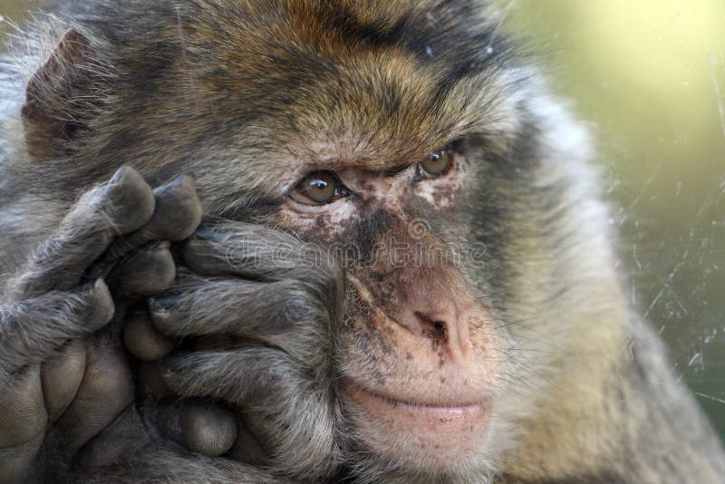Sad mokey stock photo. Image of monkey, animal, facial - 21468844