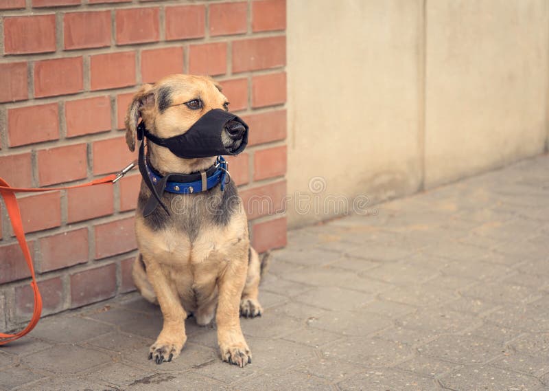 Sad Mongrel Dog Waiting for Owner Stock Photo - Image of animal ...