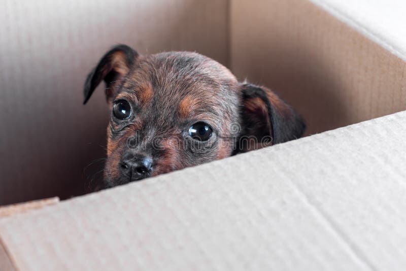 Sad Puppy Cardboard Box Stock Photos - Free & Royalty-Free Stock Photos ...