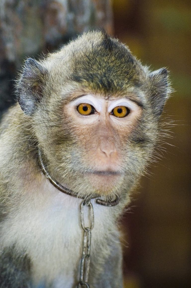 8,181 Sad Monkey Stock Photos - Free & Royalty-Free Stock Photos from ...