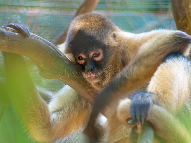 Sad Monkey stock image. Image of monkey, saddening, side - 11264117