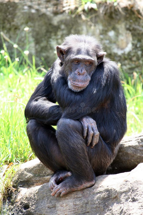 Sad monkey stock photo. Image of chimpanzee, scratch, rock - 1848824