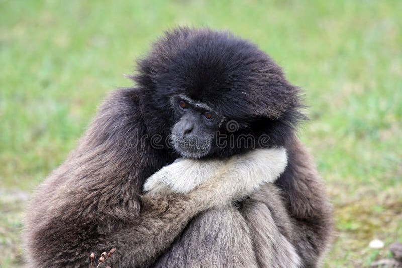 Sad monkey stock image. Image of primate, sitting, animal - 25399743