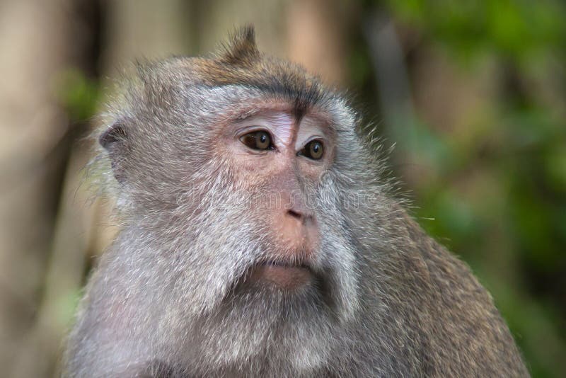 Sad monkey stock image. Image of indonesia, cute, animal - 29301383