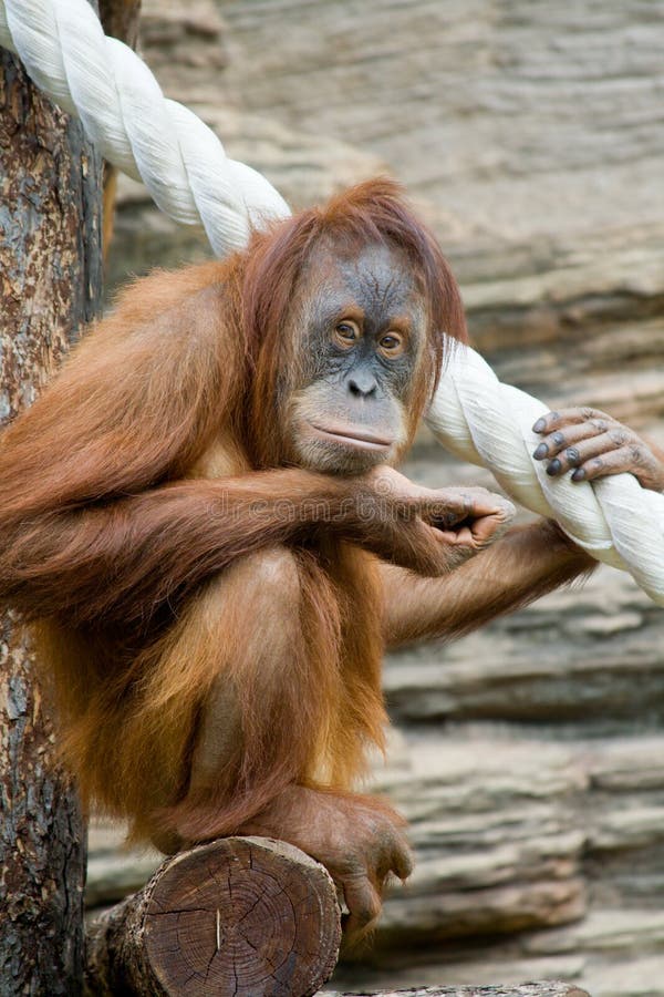 The sad monkey stock photo. Image of face, power, inhabitant - 4461964