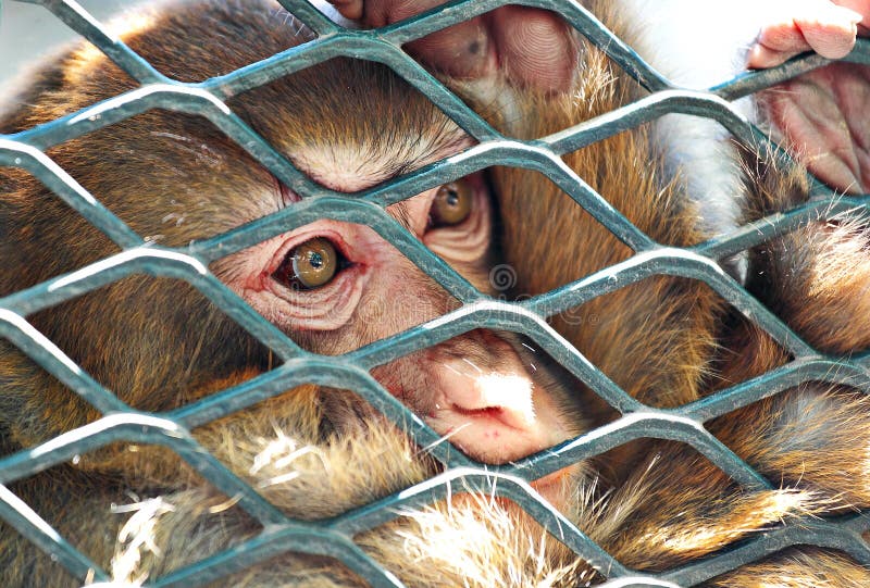 Sad monkey in cage stock photo. Image of black, face - 21303838