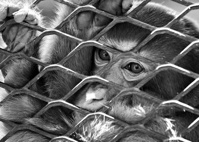 Sad monkey in cage stock image. Image of hooded, captivity - 22833023