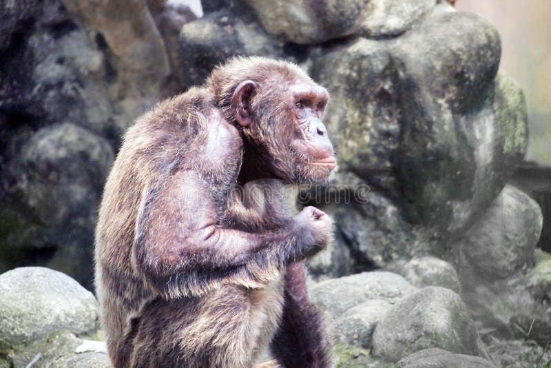 Sad Monkey stock image. Image of environment, away, black - 55919883