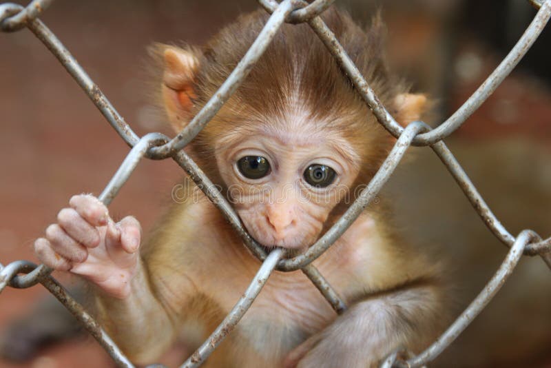 Sad Monkey 2 stock image. Image of macaque, monkey, wild - 58837577