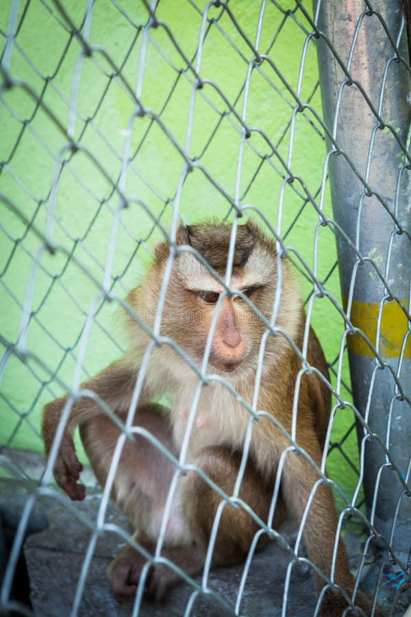 Sad Monkey in a Cage at the Zoo. Stock Image - Image of locked, face ...