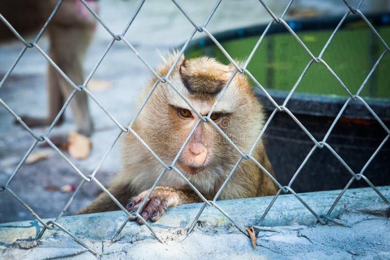Sad Monkey in a Cage at the Zoo Stock Photo - Image of park, expressive ...