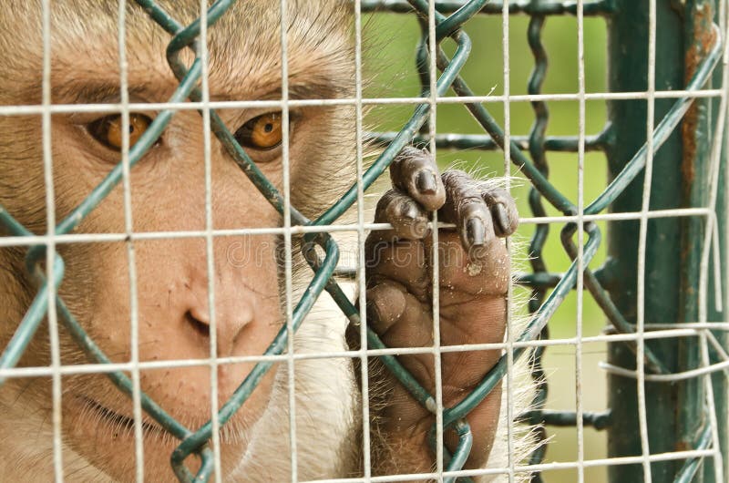 Sad monkey caged stock photo. Image of hairy, animal - 30613536