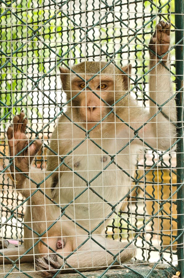 Sad monkey caged stock photo. Image of caged, feeling - 30613896