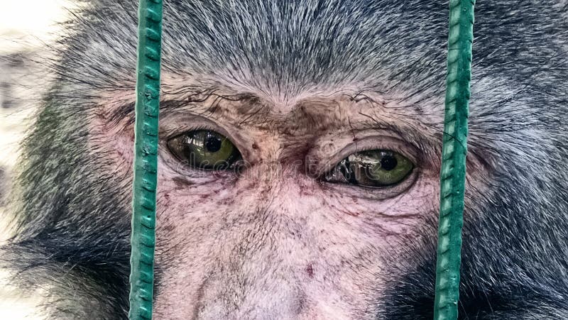 Sad Monkey Eyes, Closeup Portrait Stock Photo - Image of jail, face ...