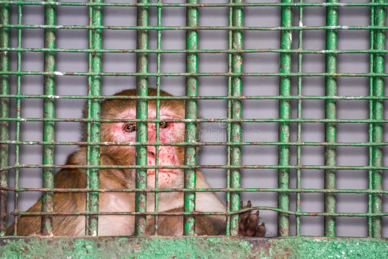 Sad Monkey Imprisoned in the Cell at Zoo Stock Image - Image of fear ...