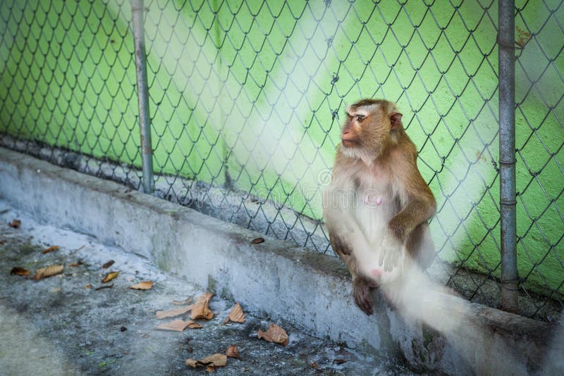 Sad Monkey in a Cage at the Zoo. Stock Photo - Image of expression ...