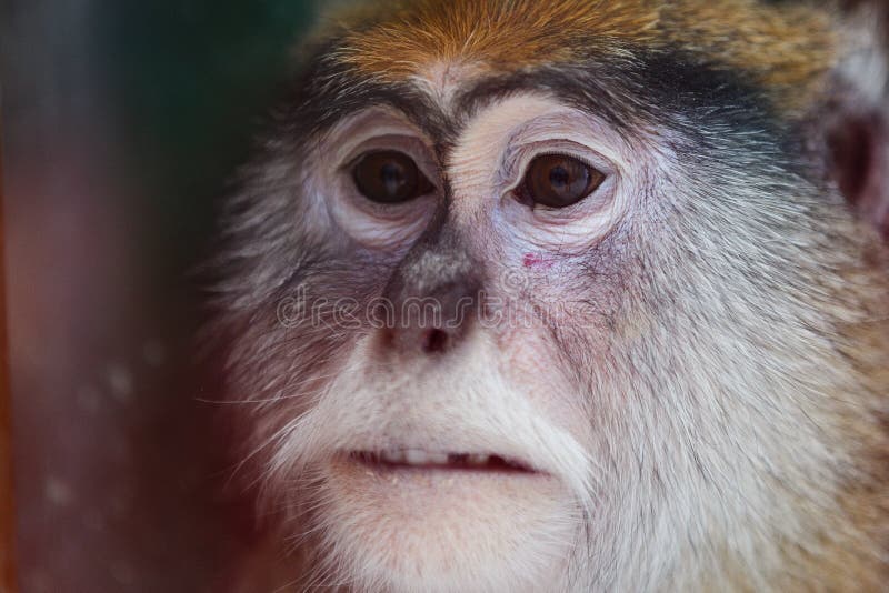 Sad Monkey Looking at the Camera Stock Photo - Image of macaque ...
