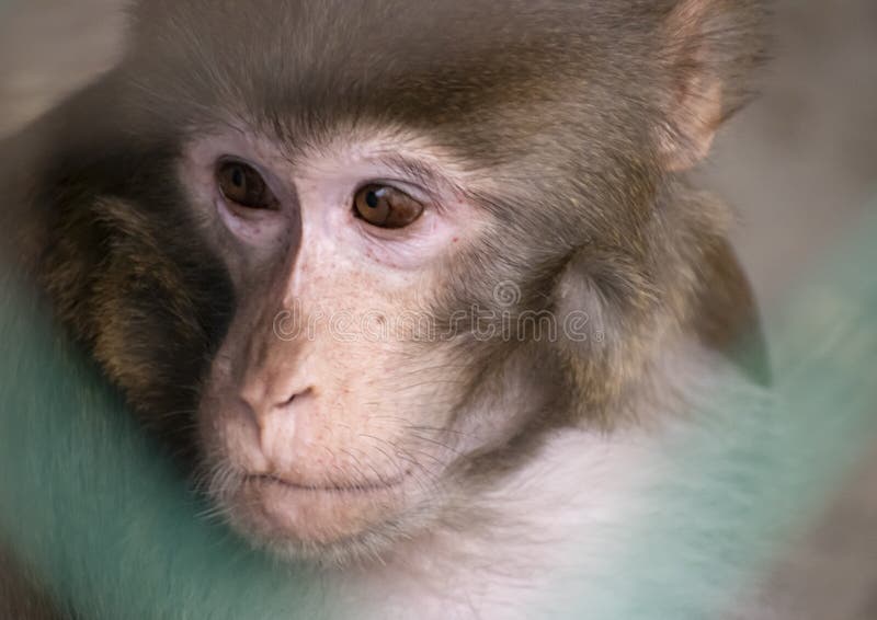 163 Monkey Looking Window Stock Photos - Free & Royalty-Free Stock ...