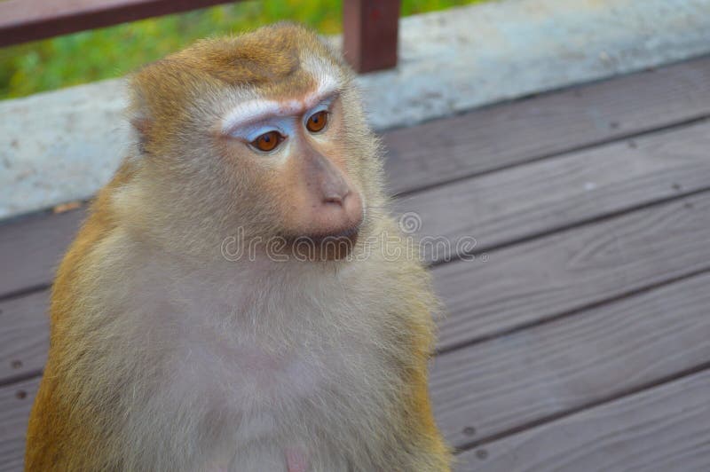 117 Blushing Animal Stock Photos - Free & Royalty-Free Stock Photos ...