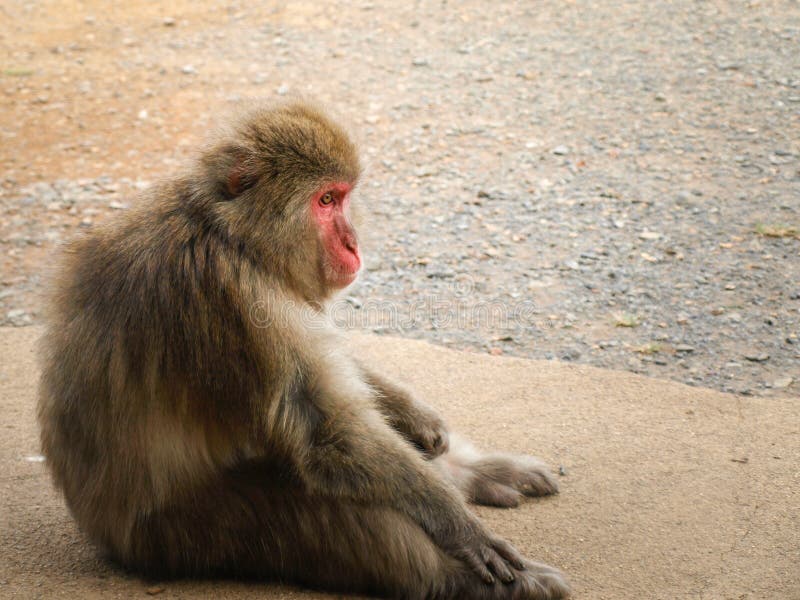 Sad Monkey stock image. Image of view, sadness, side - 54869141