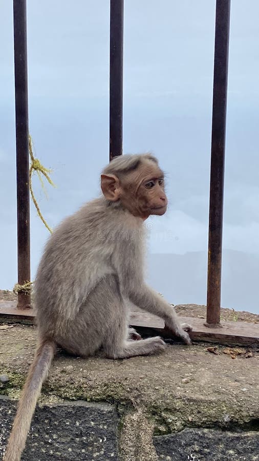 Sad Monkey stock image. Image of bear, monkey, wildlife - 265402043