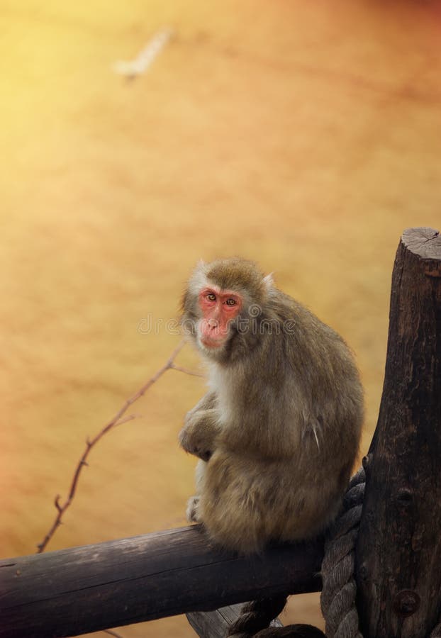 The sad monkey. stock image. Image of look, spring, primate - 53718269