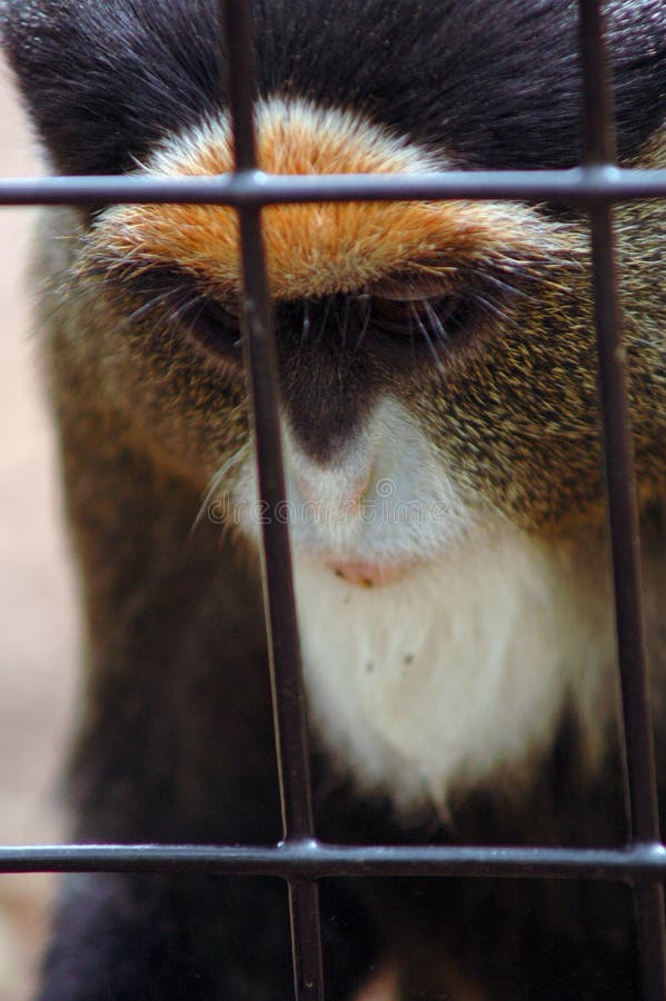 Sad Monkey Portrait stock image. Image of cage, animal - 2722647