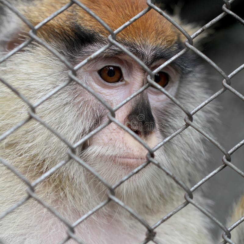 Sad monkeys behind bars stock image. Image of capuchin - 114138813