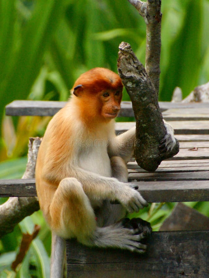 The sad monkey. stock photo. Image of indonesia, tourism - 64332806