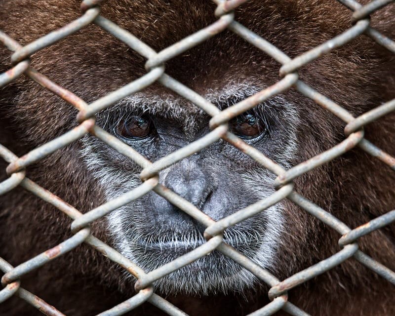Sad monkey stock image. Image of primate, prison, imprison - 159637677