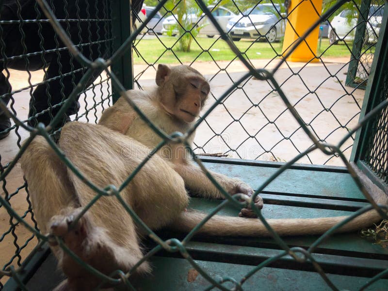 Monkey Shows in the Cage Waiting for a Body Check. Stock Image - Image ...