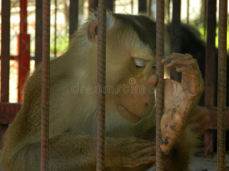 Sad monkey sits in a cage stock photo. Image of jungle - 255406392