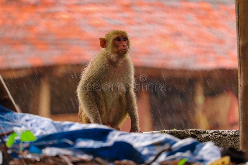 Sad Monkey Sitting on the Wall Stock Image - Image of wildlife, wild ...