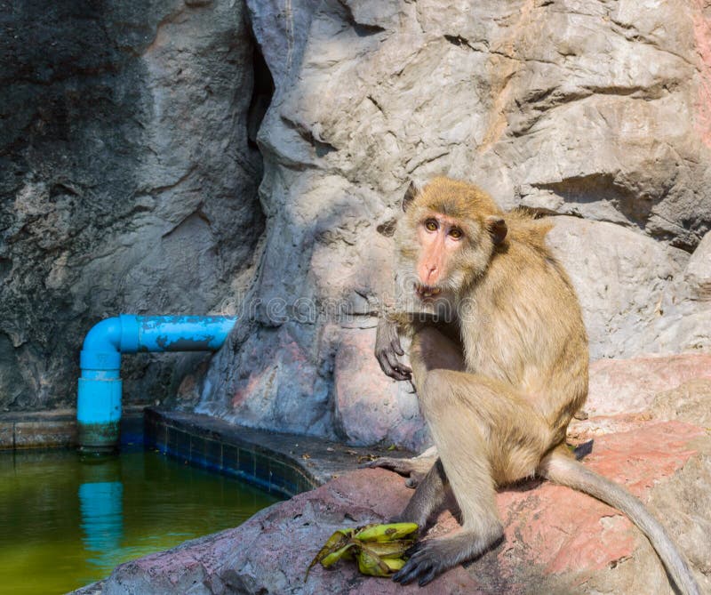Sad monkey stock image. Image of little, thai, beauty - 100113693