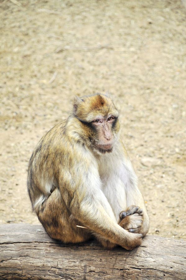 Sad monkey stock photo. Image of monkey, anthropoid, brown - 38128610