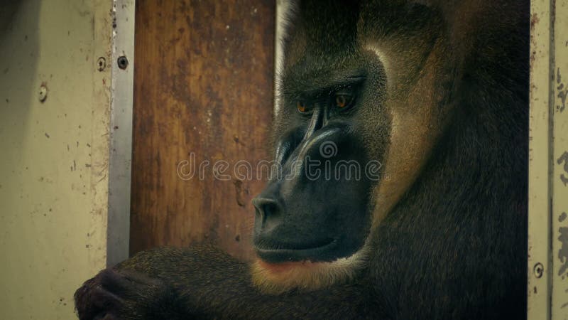 Sad monkey at zoo stock video. Video of cruelty, testing - 128071617