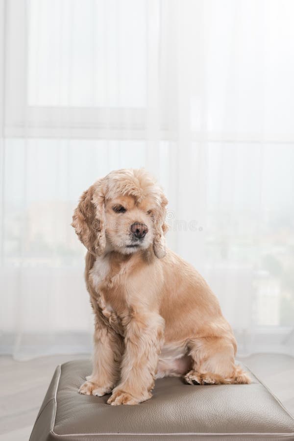 Sad Muzzle of Cocker Spaniel at Home Stock Image - Image of indoor ...
