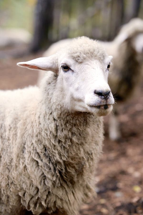 Sad Muzzle Sheep Livestock. Group Wool Agriculture Meadow Animal Stock ...